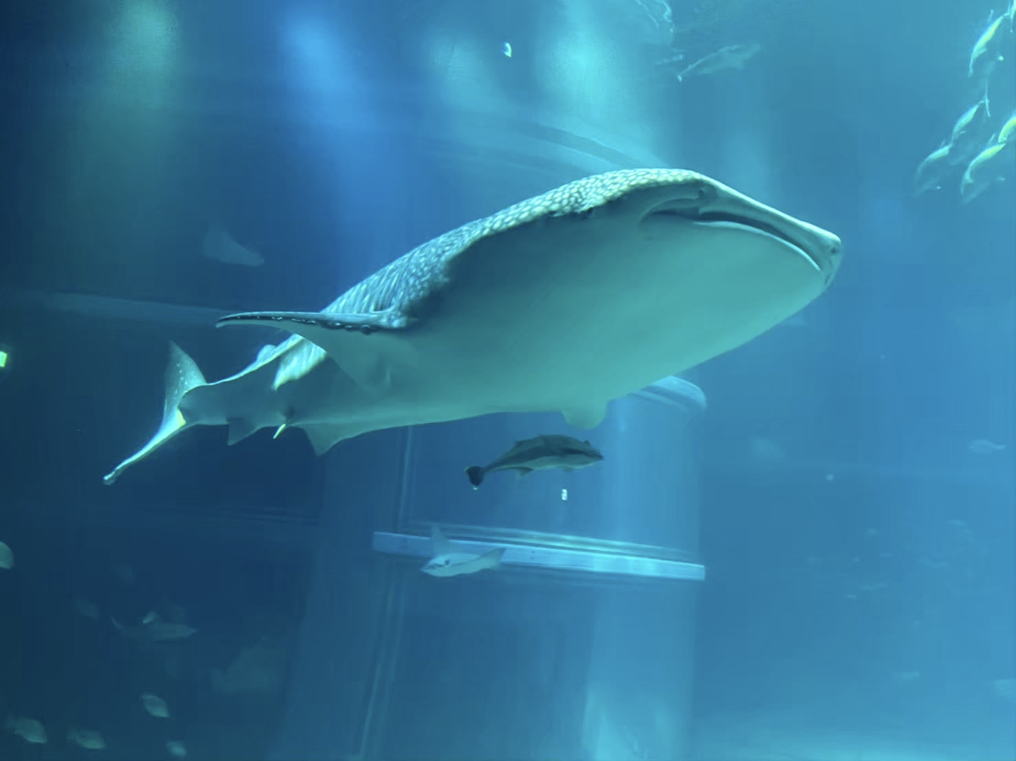 6 Best Places to Visit in Osaka | A Local's Guide for All Ages!
