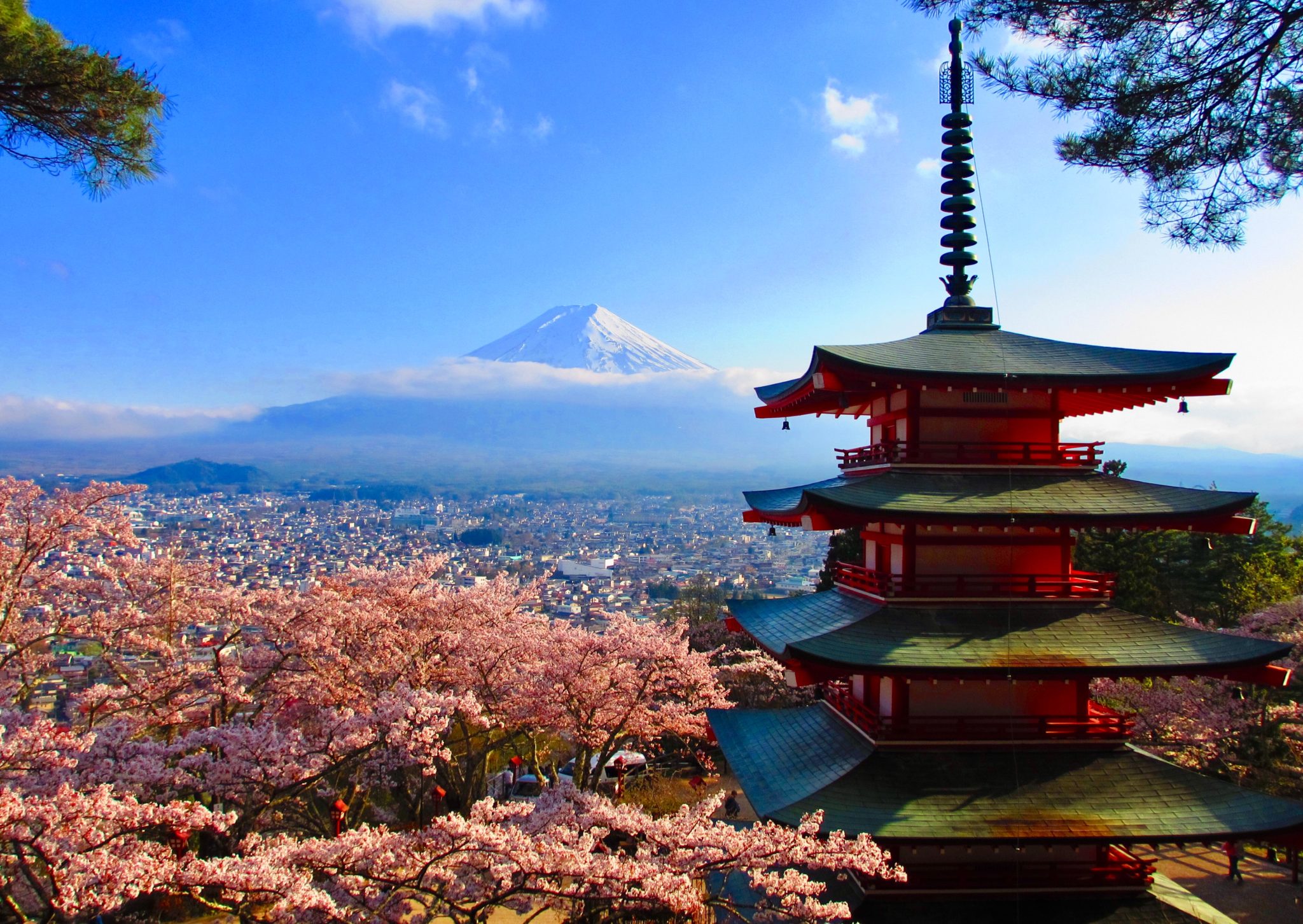 15 Magical Places to see Cherry Blossoms in Japan 2024 🌸